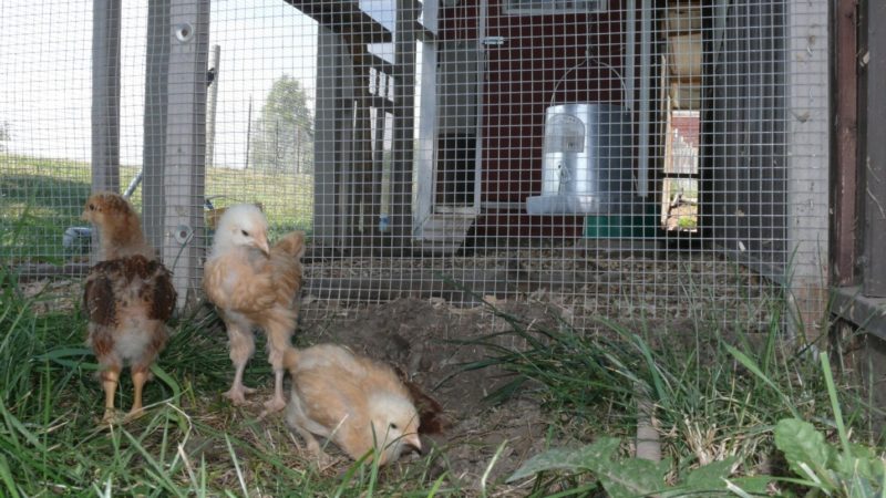 How to Integrate Baby Chickens into Your Flock - Backyard Poultry